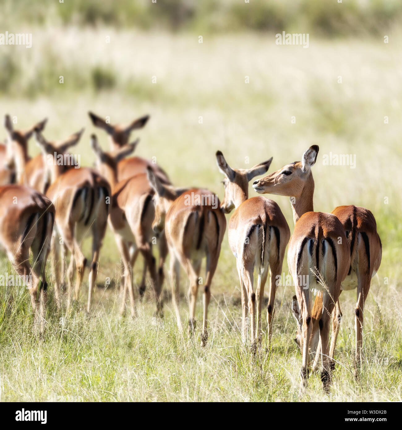Harem of female impals in the long grass of the Masai Mara, Kenya ...
