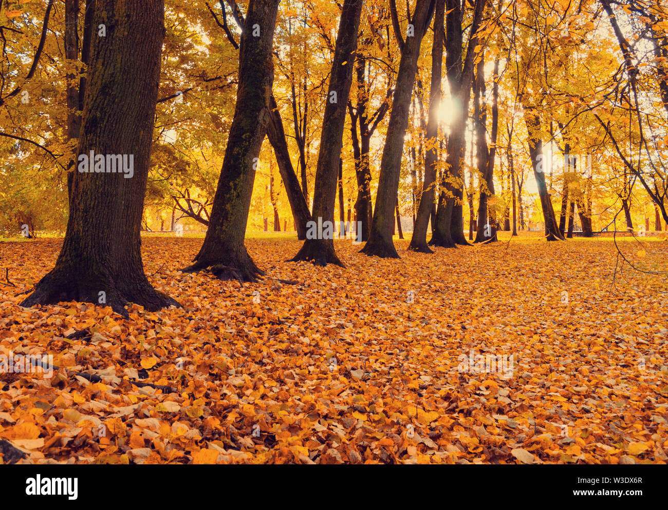 Fall sunny landscape scene of fall park in sunset time. Park fall trees ...