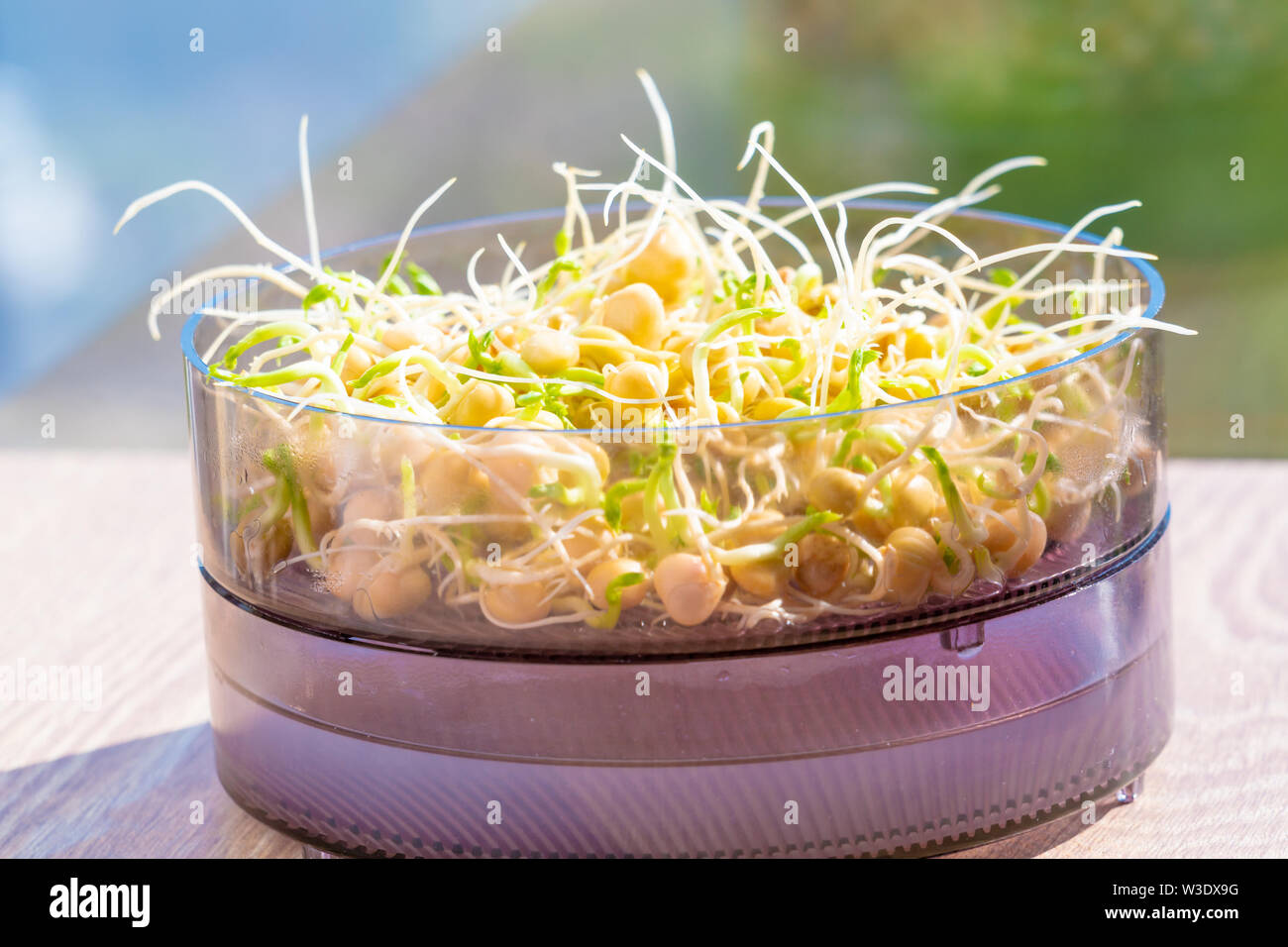 green sprouts edible plants. microgreens nutrition Stock Photo - Alamy