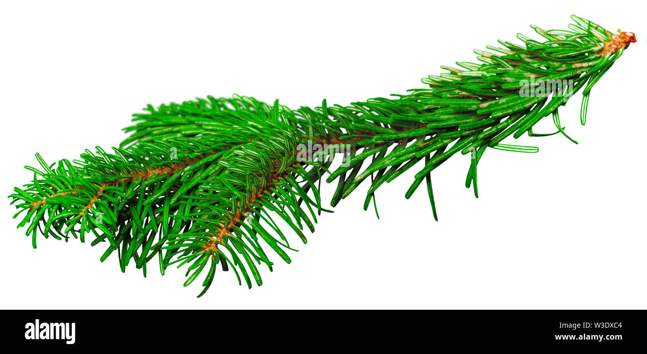 Fir branch isolated on white background Stock Photo - Alamy