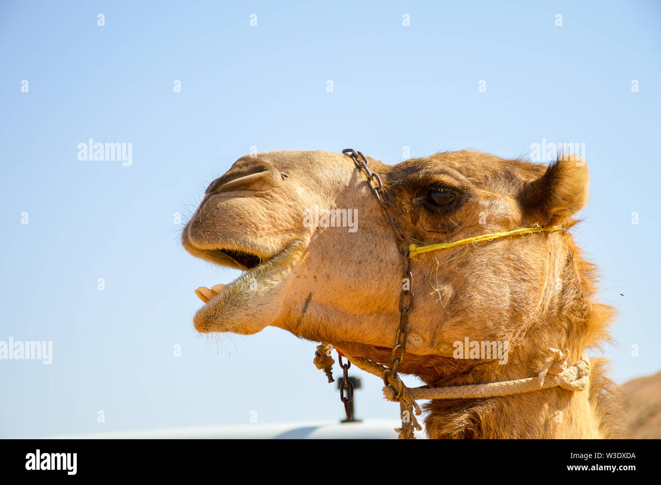 A Camel face from close up during the daytime in the desert of Oman ...