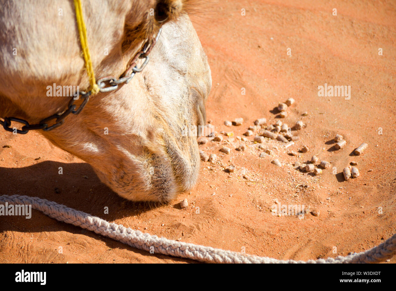 Camelfeed hi-res stock photography and images - Alamy