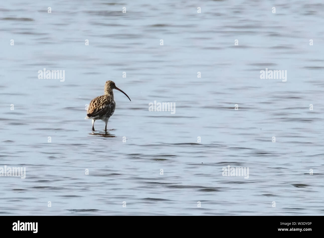 Eurasian Curlew, Common Curlew (Numenius arquata) single bird in water ...