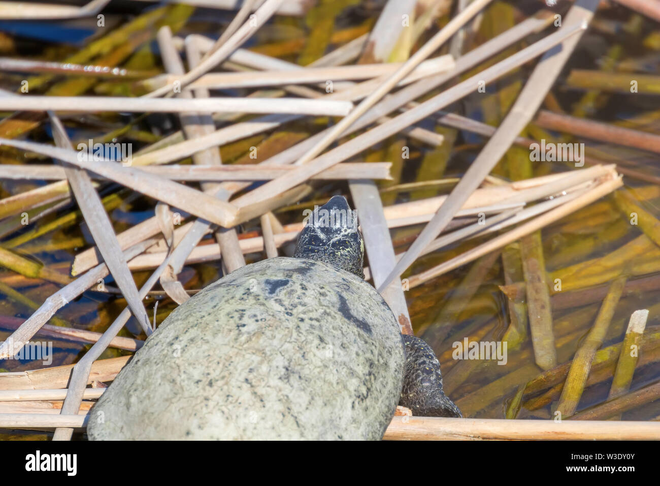 European pond turtle (Emys orbicularis Stock Photo - Alamy