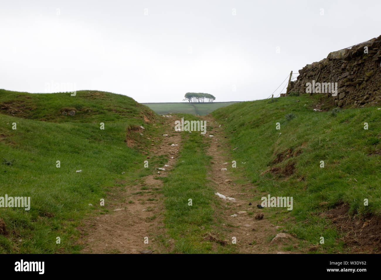 Elephant Trees copse on Pikeston Fell, Weardale, County Durham, England ...