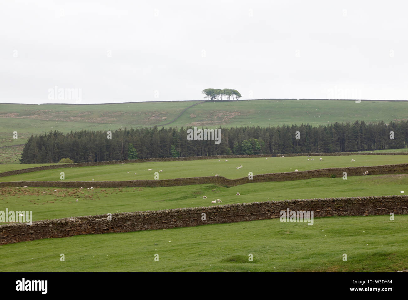 Elephant Trees copse on Pikeston Fell, Weardale, County Durham, England ...