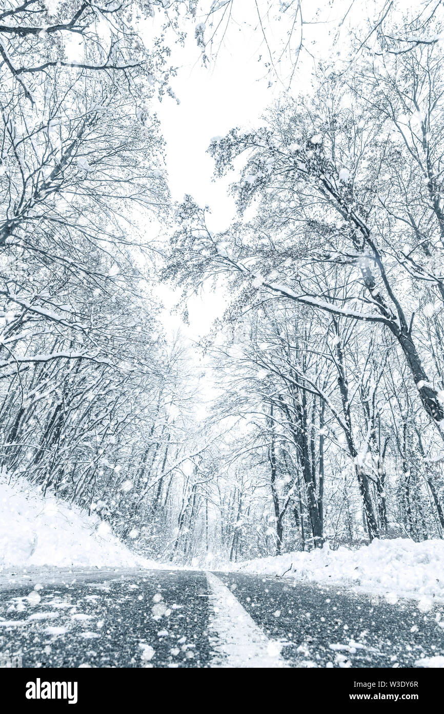 Winter forest snow road. Forest road winter snow view Stock Photo - Alamy