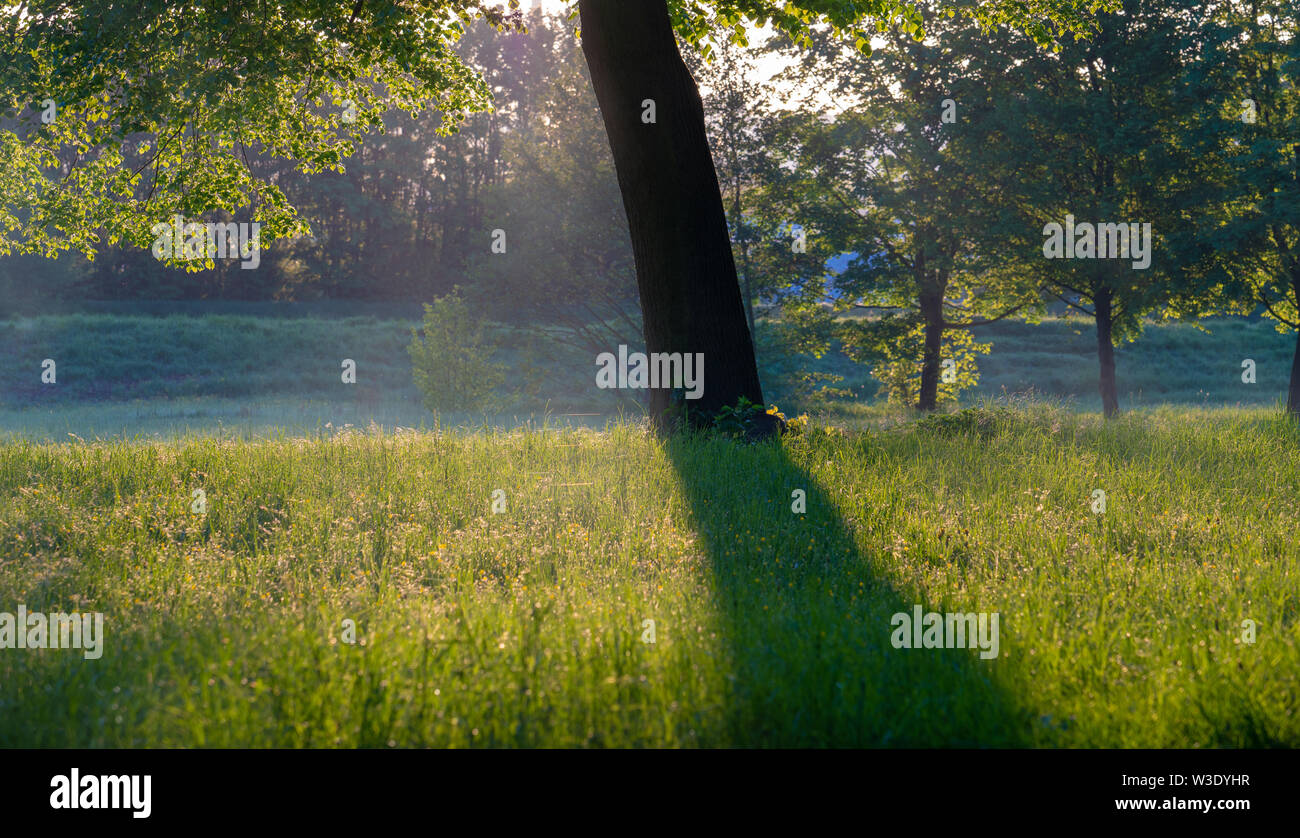 Tree in City Park early morning Stock Photo - Alamy