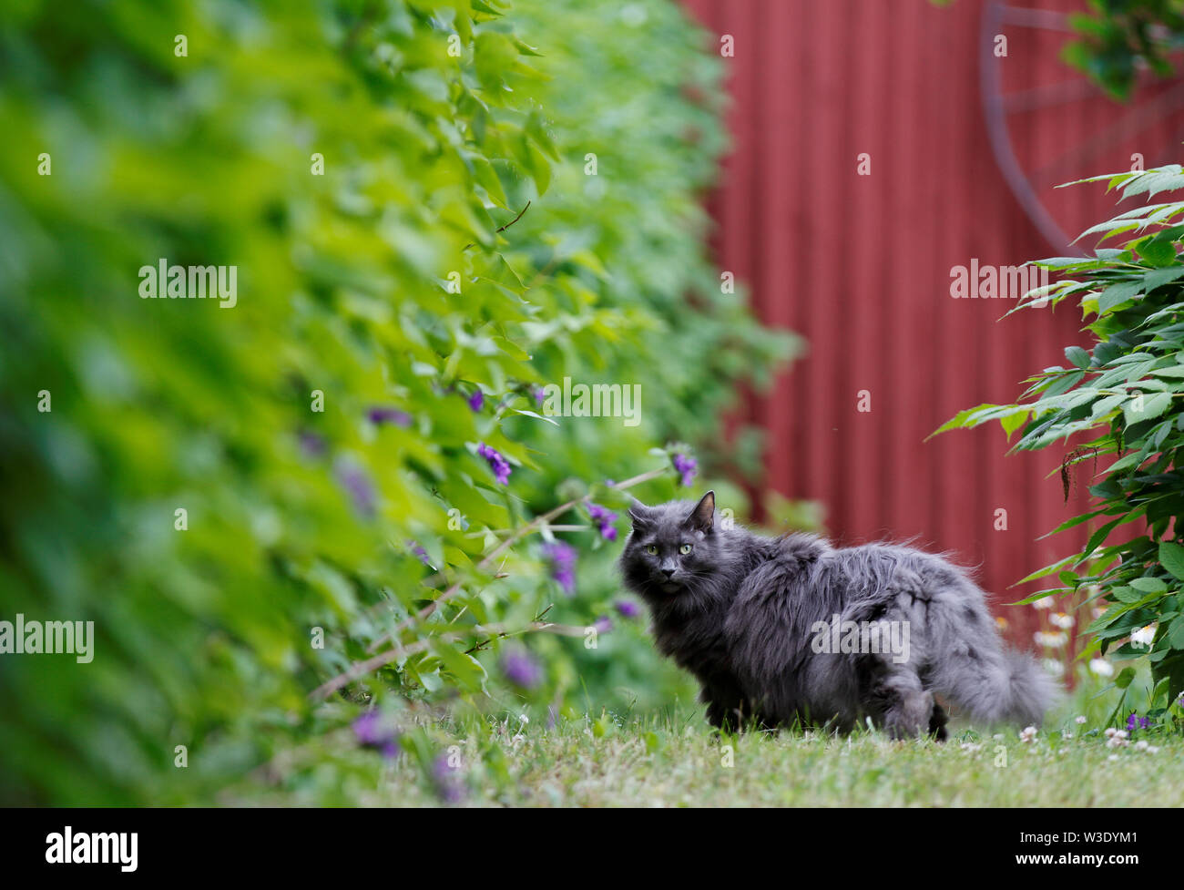 A blue norwegian forest cat in garden with flowers Stock Photo - Alamy