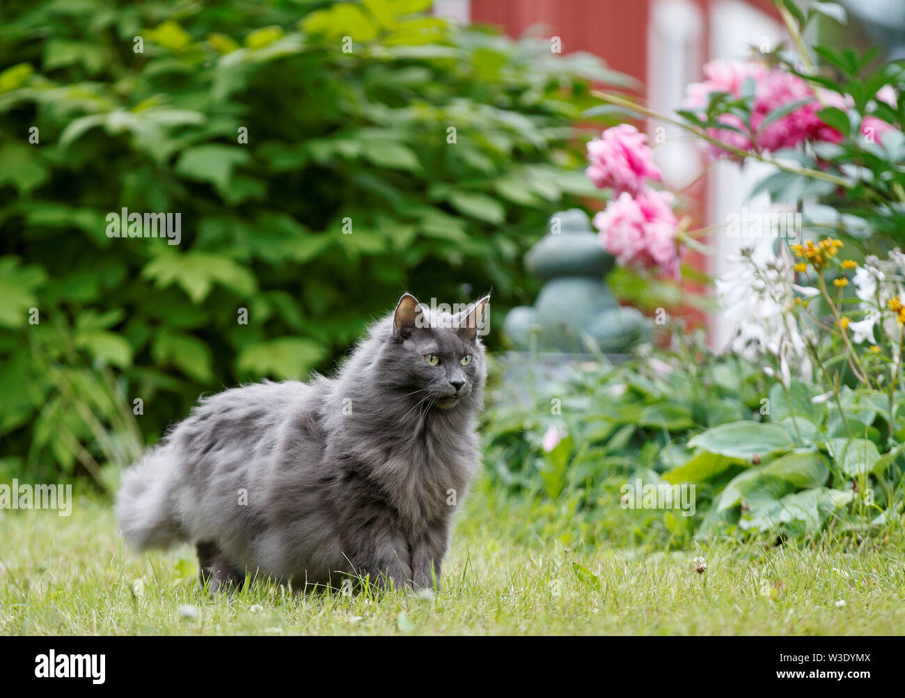 A blue norwegian forest cat in garden with flowers Stock Photo - Alamy