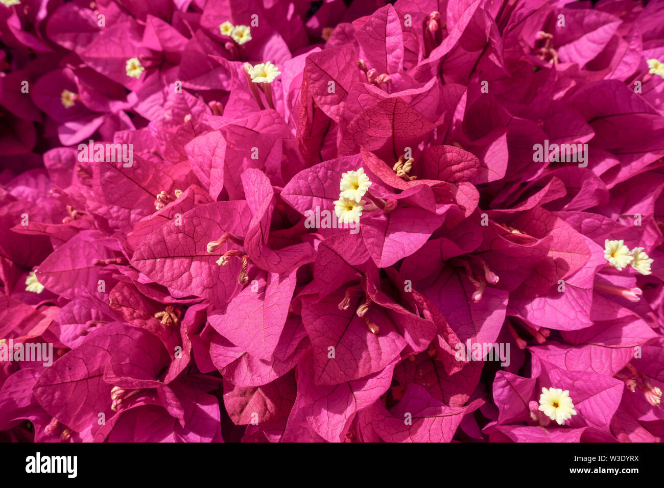 Bougainvillea flowers close up.Blooming bougainvillea as a background ...
