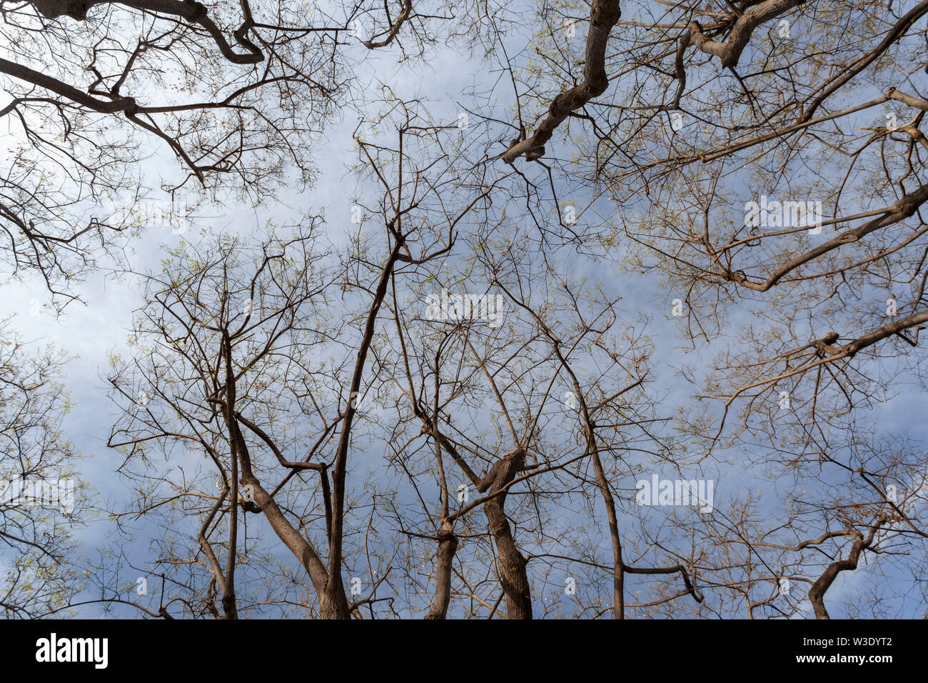 Nature, garden branches of trees seen from below Stock Photo - Alamy