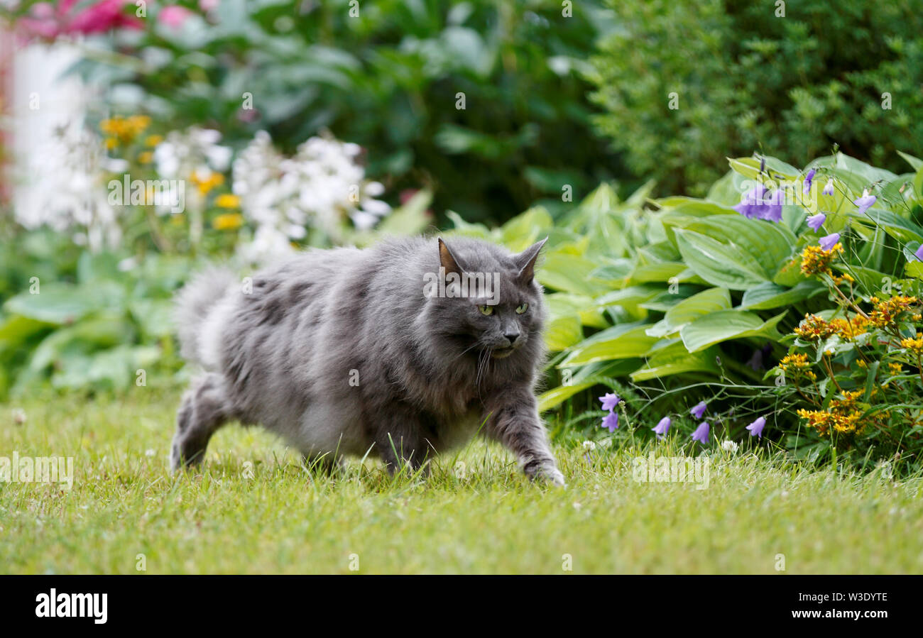 A blue norwegian forest cat in garden with flowers Stock Photo - Alamy