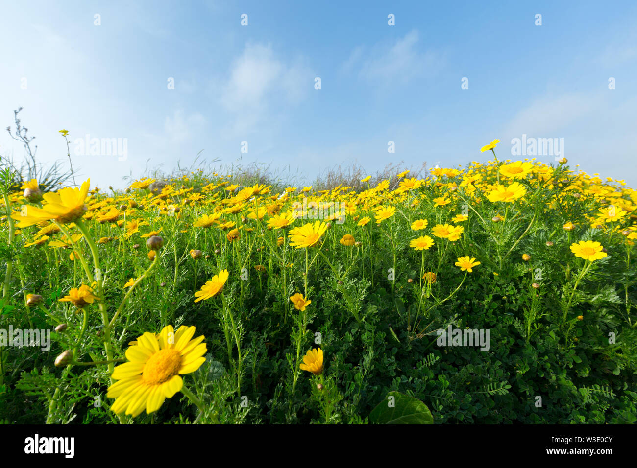 Spring background with beautiful yellow flowers Stock Photo - Alamy