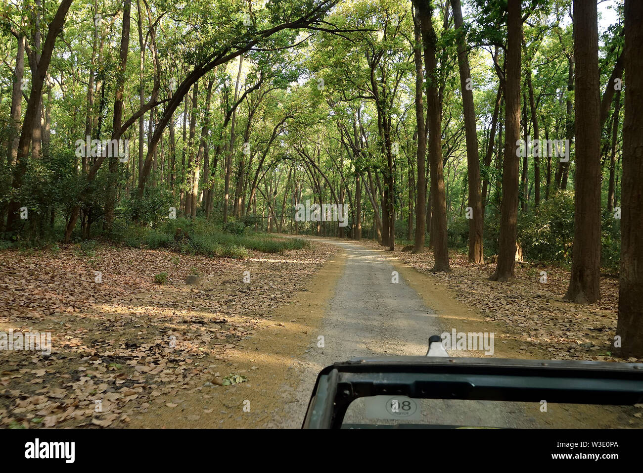 Body of tree hi-res stock photography and images - Alamy