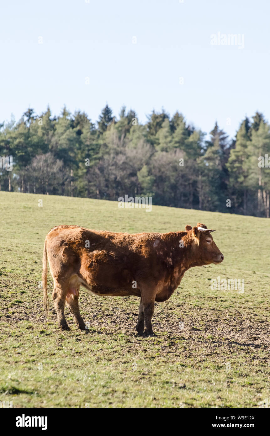 Bos taurus, Cattle on a pasture in the countryside in Bavaria, Germany ...