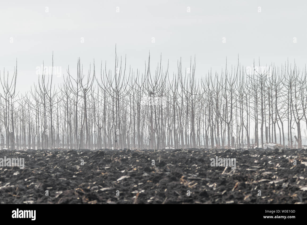 Poplar plantation, plantation of young Poplar trees Stock Photo - Alamy