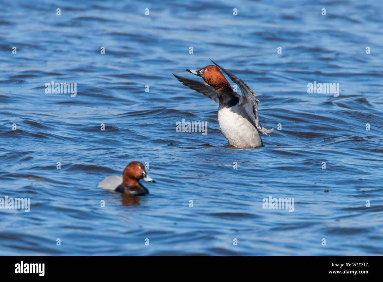 Common Pochard ducks swimming in the lake (Aythya ferina Stock Photo ...