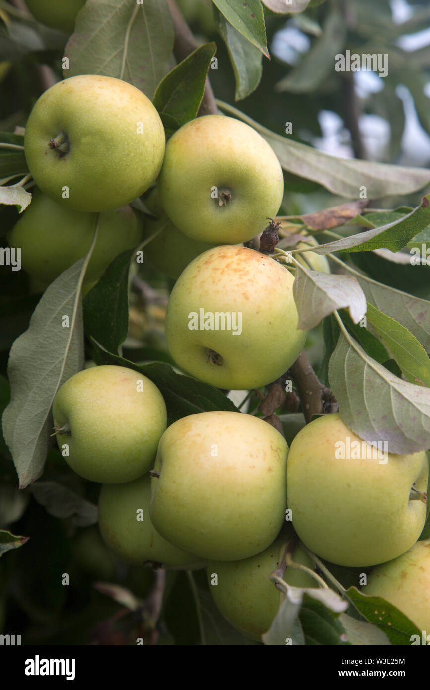 Apples growing on the branch hi-res stock photography and images - Alamy