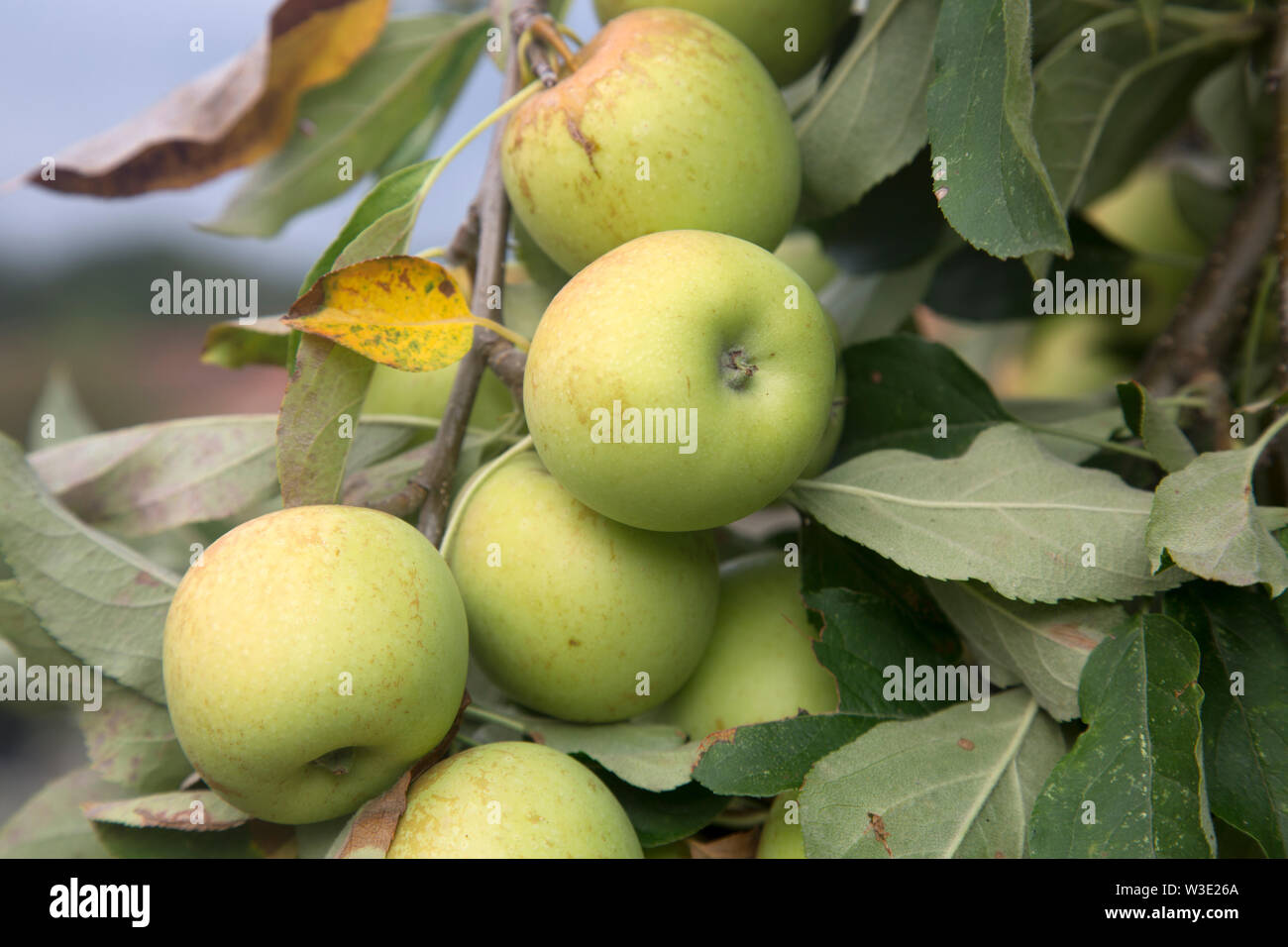 Apples growing on the branch hi-res stock photography and images - Alamy