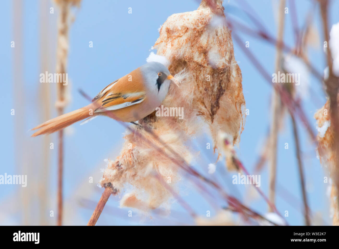 Cute little bird, Bearded tit, male Bearded reedling (panurus biarmicus ...