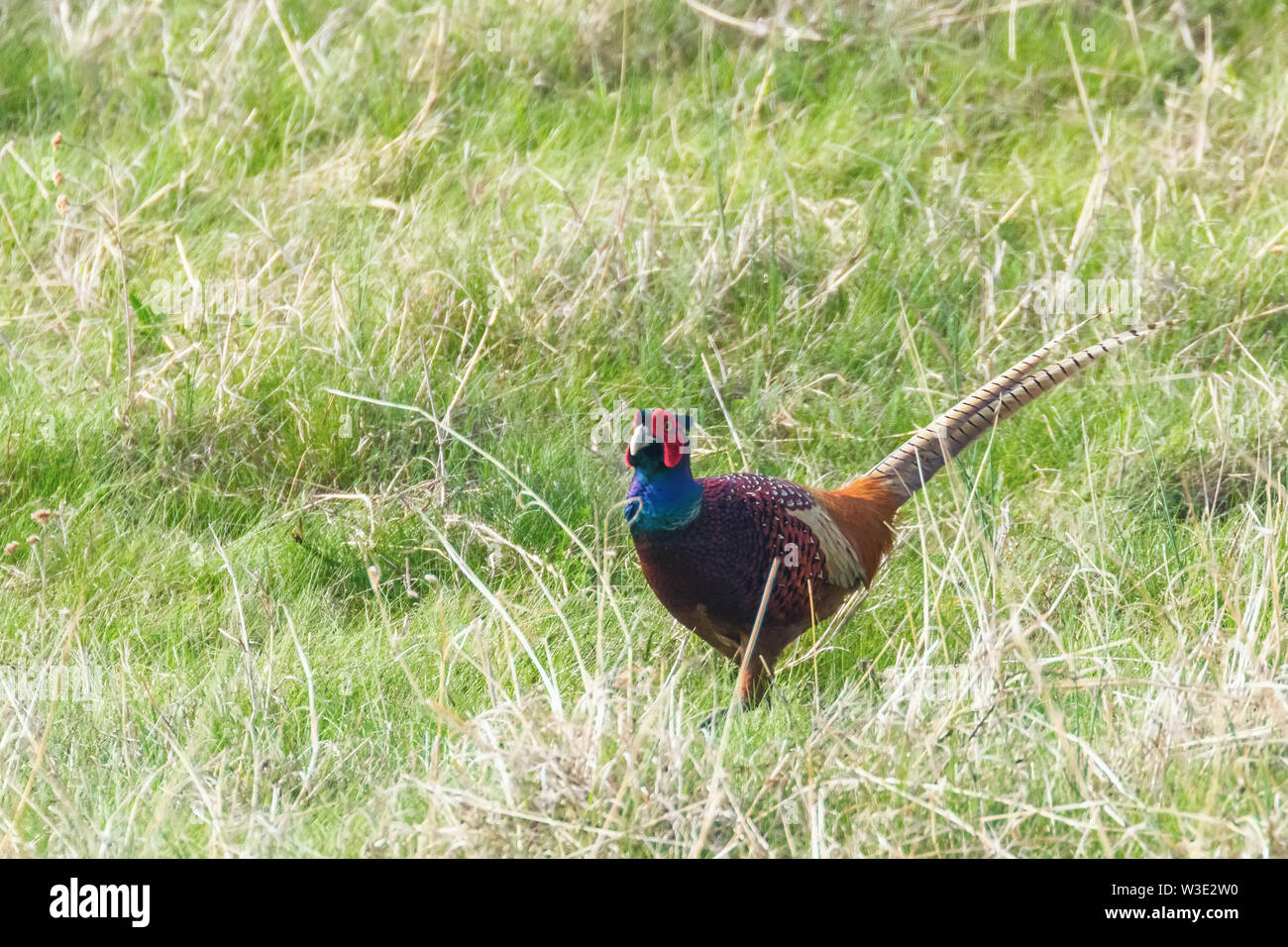 Ringneck Pheasant Male (Phasianus colchicus) Ring necked Pheasant Stock Photo - Alamy