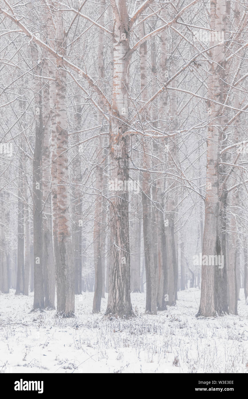 Poplar trees trunks natural background winter edition Stock Photo - Alamy