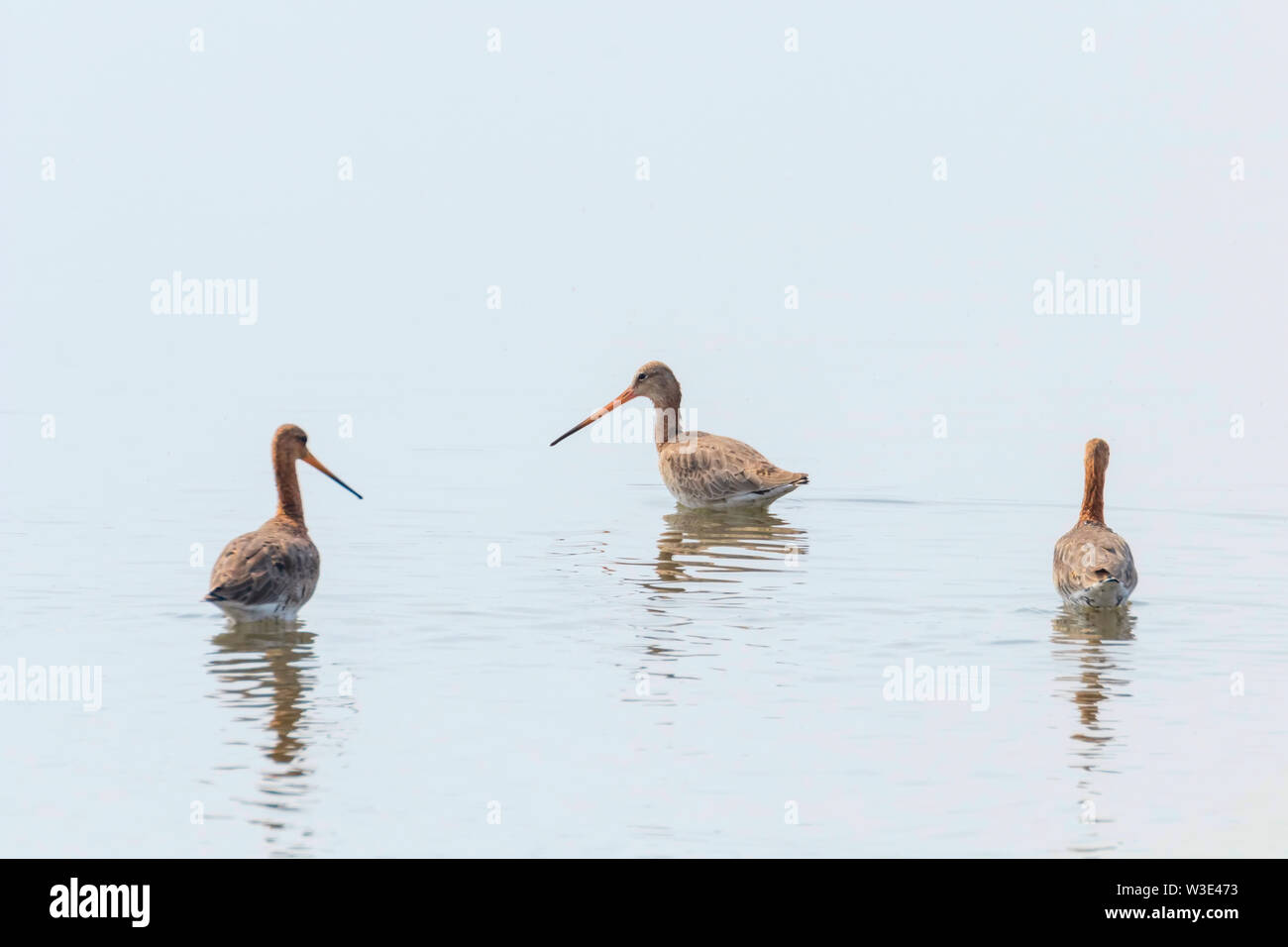 Black Tailed Godwit (Limosa limosa) Wader Birds Foraging in shallow ...