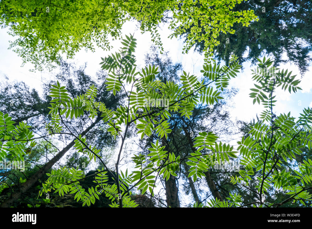 Forest, Bohemian Switzerland National Park, Czech Republic, Europe ...