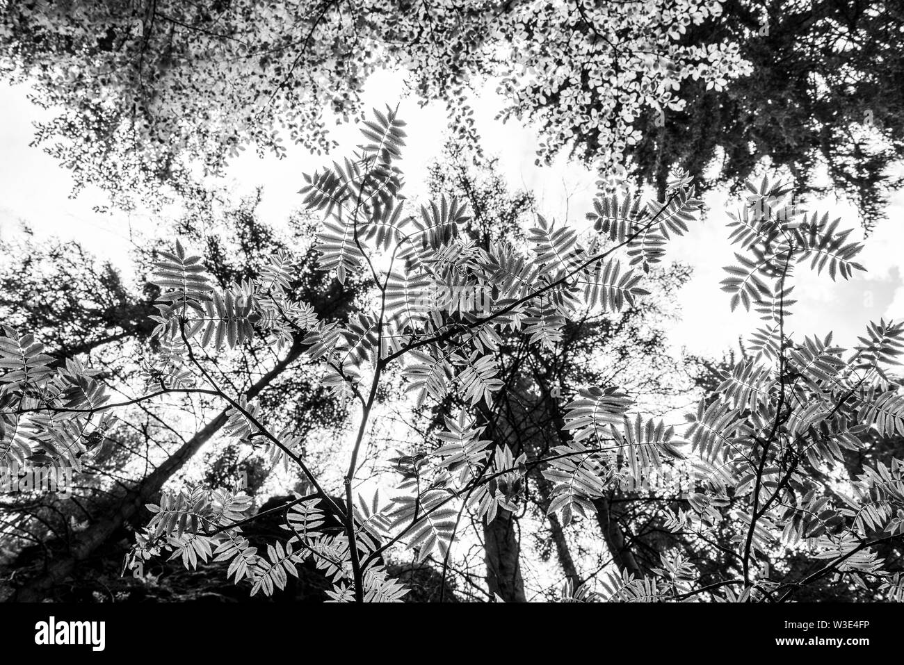 Forest, Bohemian Switzerland National Park, Czech Republic, Europe ...