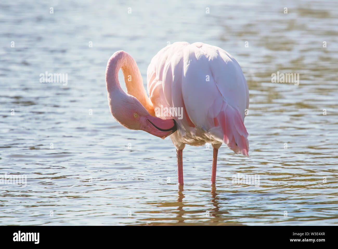 Pink Flamingo, Greater flamingo in their natural environment ...