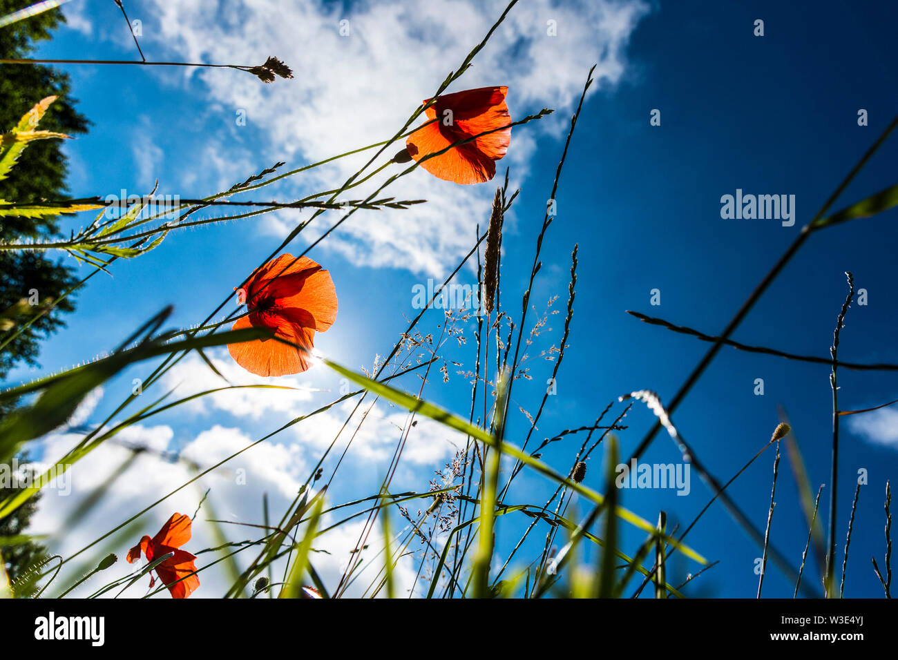 Poppies on summer meadow hi-res stock photography and images - Alamy