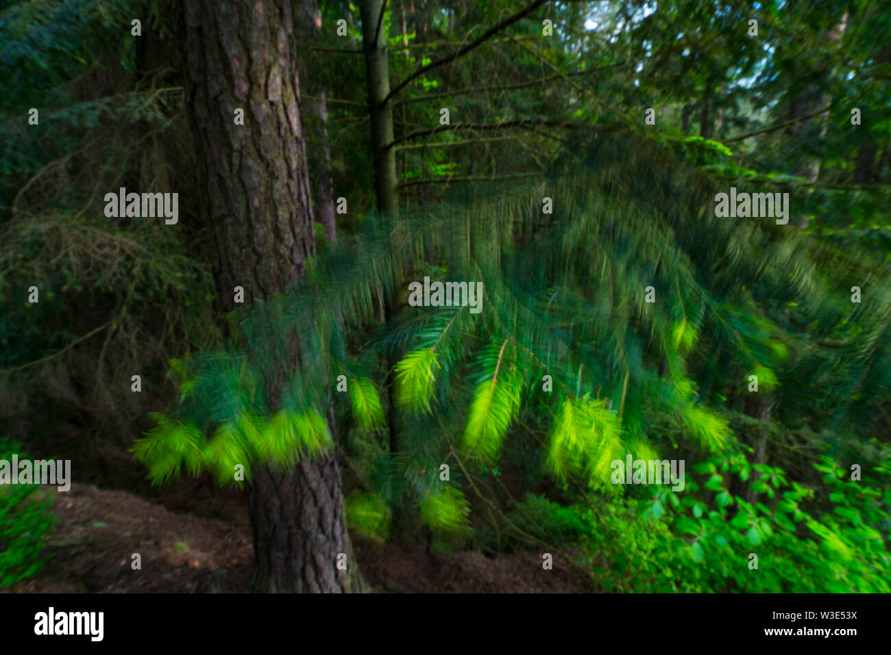 Forest, Bohemian Switzerland National Park, Czech Republic, Europe ...