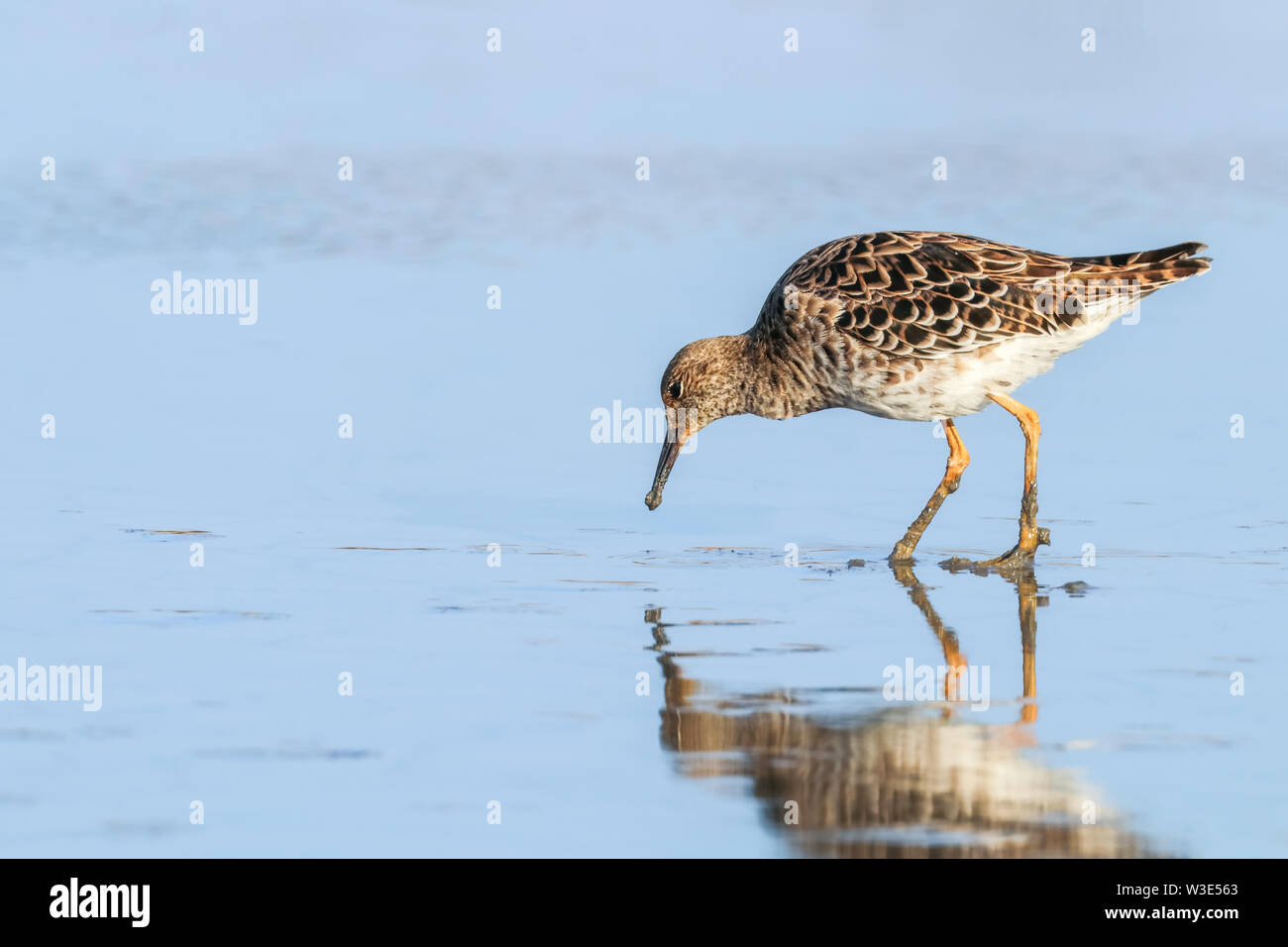 Ruff water bird (Philomachus pugnax) Ruff in water Stock Photo - Alamy