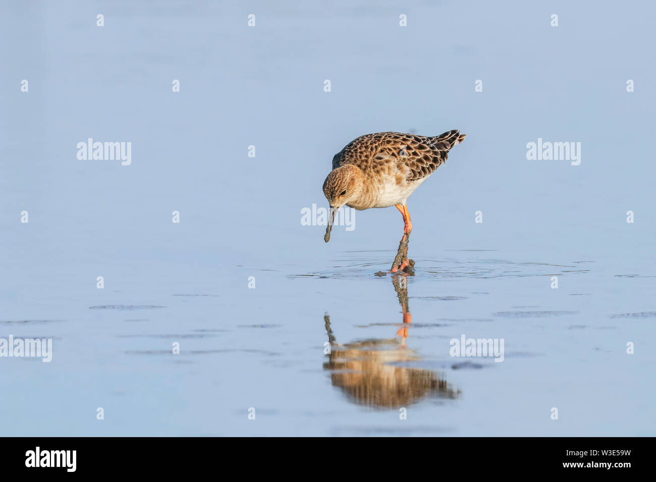 Ruff water bird (Philomachus pugnax) Ruff in water Stock Photo - Alamy
