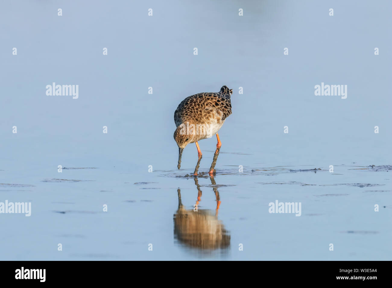 Ruff water bird (Philomachus pugnax) Ruff in water Stock Photo - Alamy