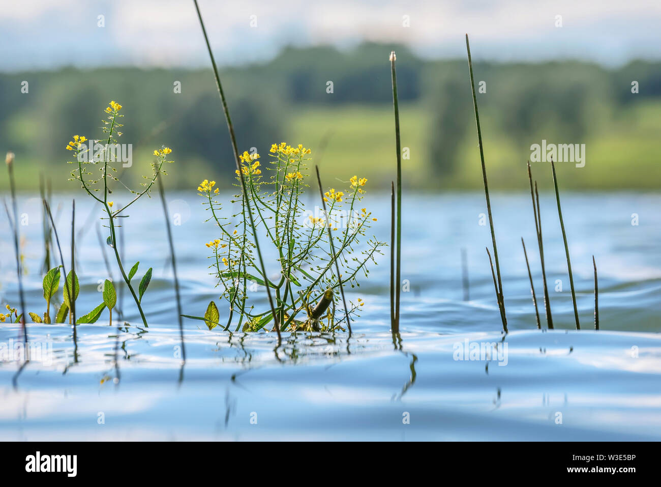 Beautiful yellow aquatic flowers Amber amphibian (Rorippa amphibia ...