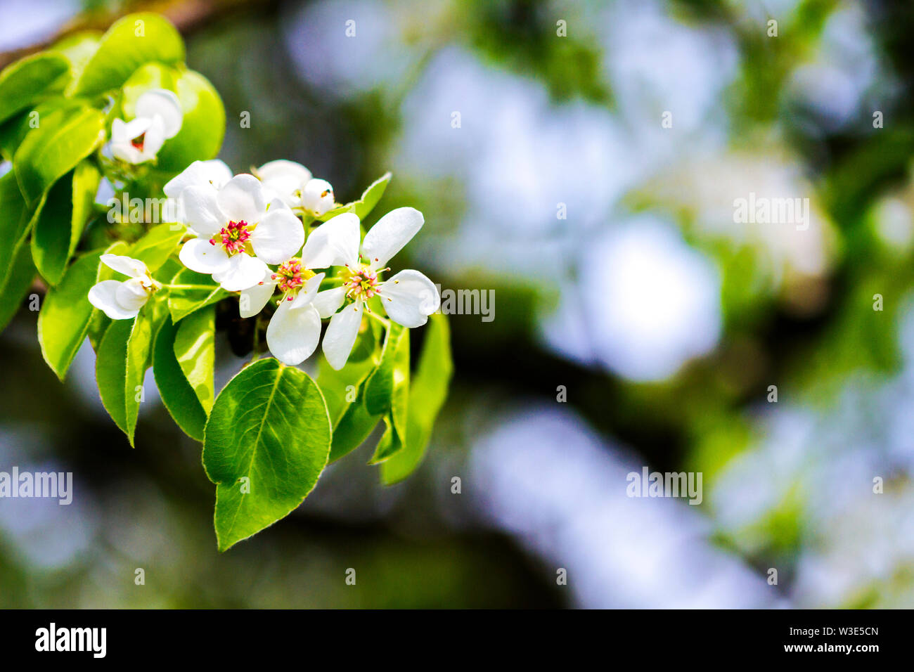 Beautiful spring blossoming pear tree with low dof Stock Photo - Alamy