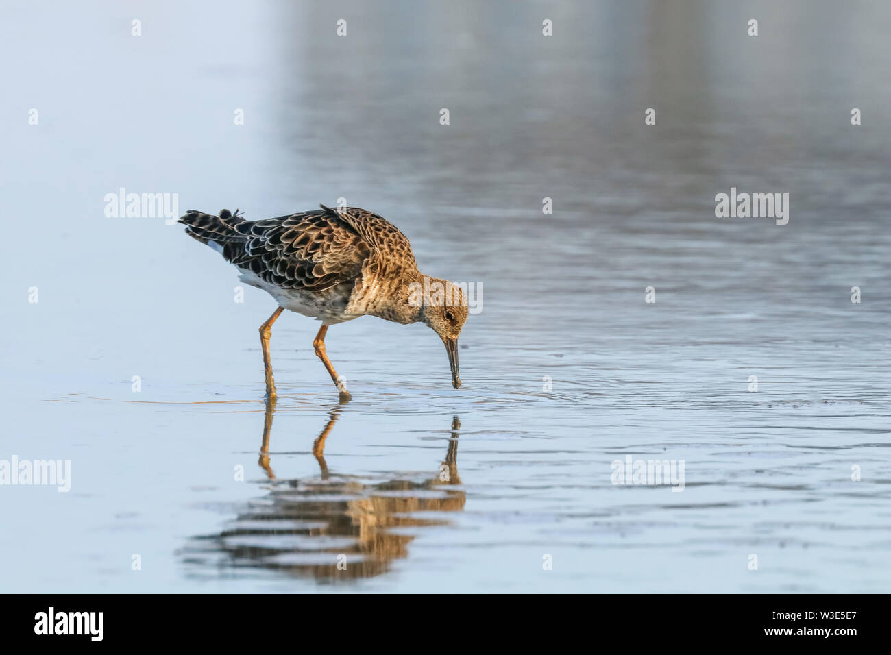 Ruff water bird (Philomachus pugnax) Ruff in water Stock Photo - Alamy