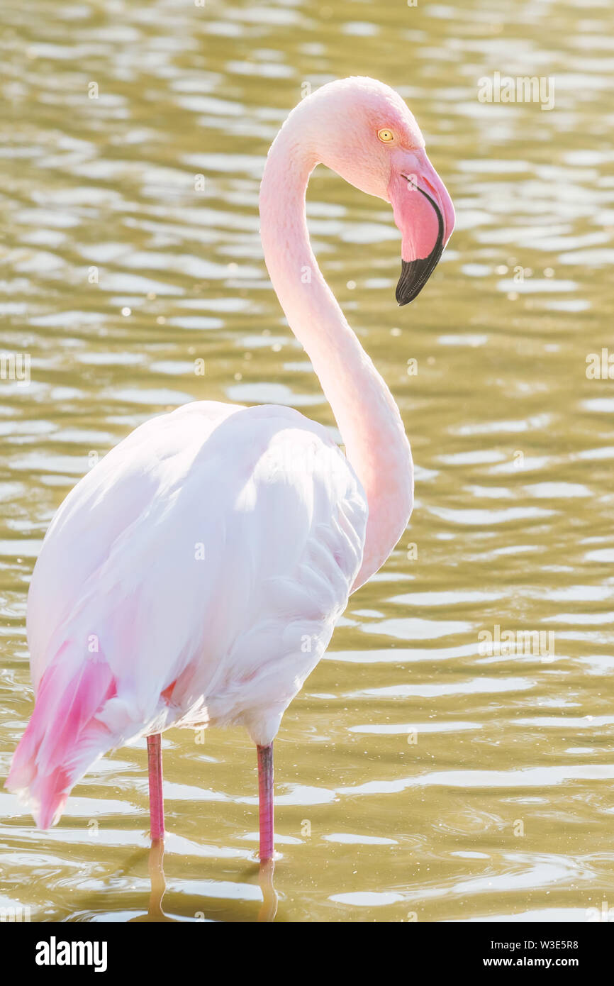 Pink Flamingo, Greater flamingo in their natural environment ...