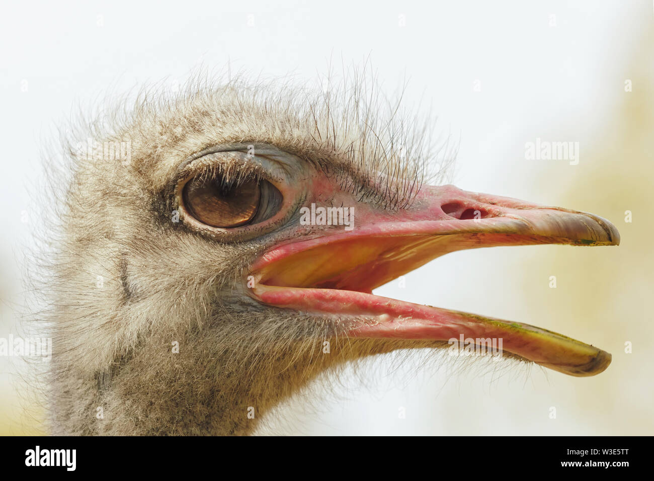 Angry Ostrich Close up portrait, Close up ostrich head (Struthio ...