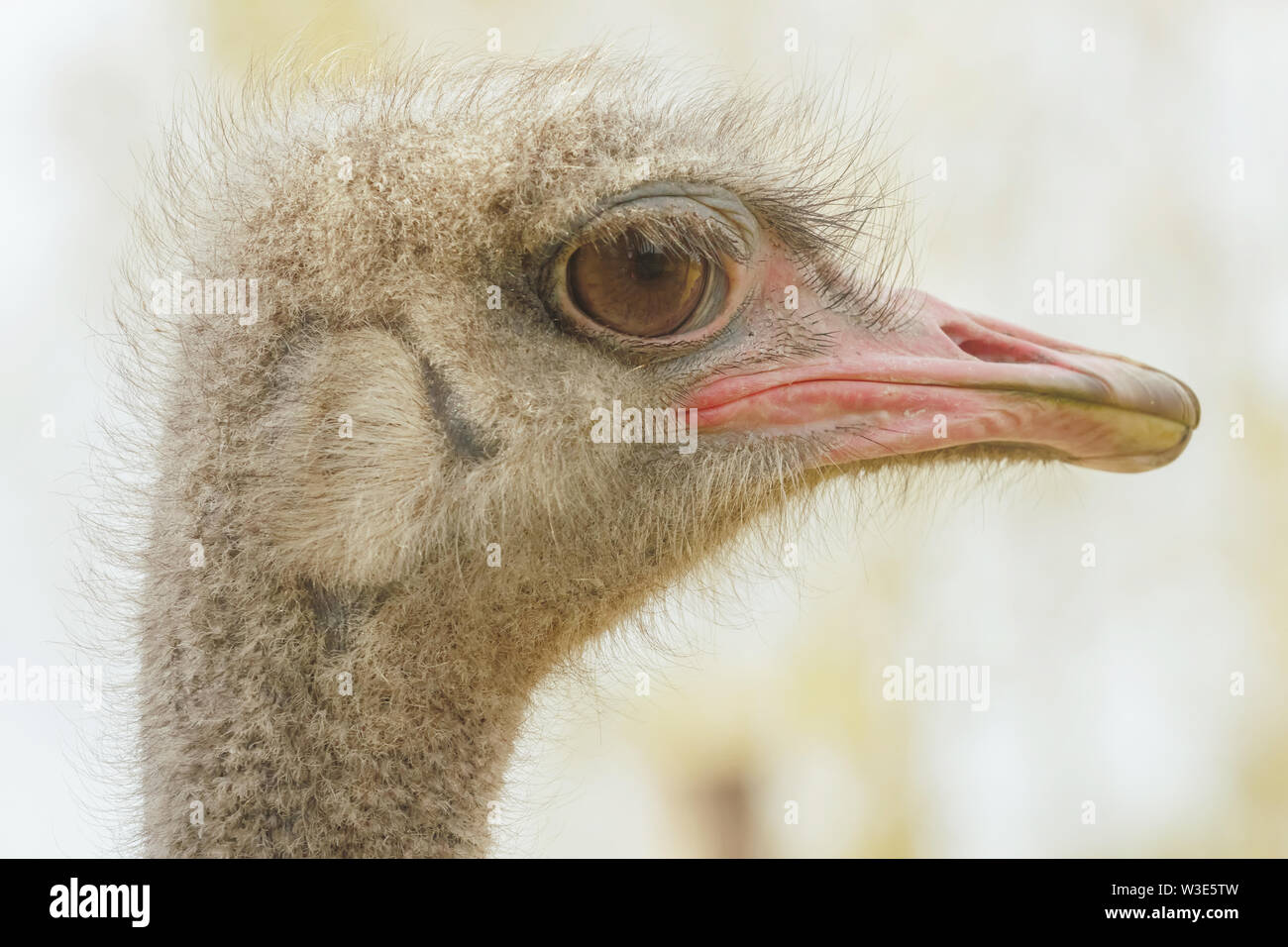 Ostrich Close up portrait, Close up ostrich head (Struthio camelus ...