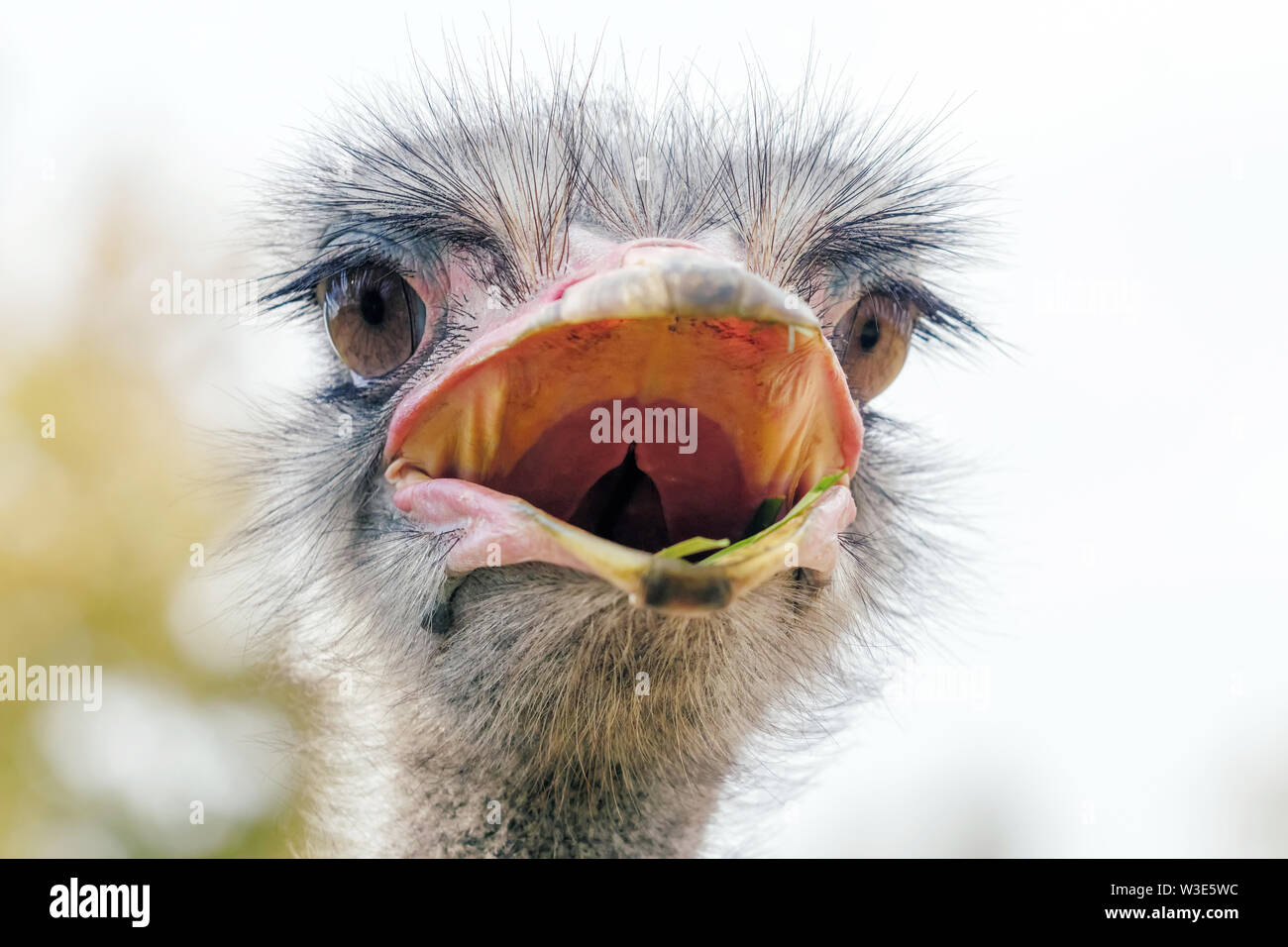 Angry Ostrich Close up portrait, Close up ostrich head (Struthio ...