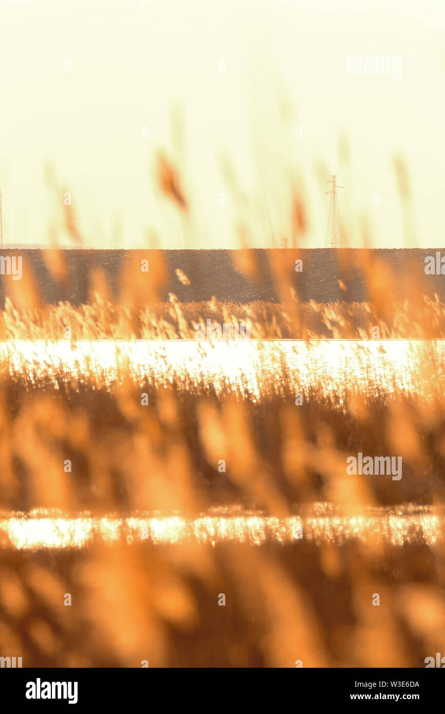 Dry reed bending over water hi-res stock photography and images - Alamy