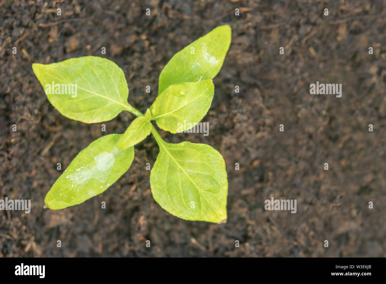 Sprout of Habanero Chili Pepper Plant Grown from Seed. Pepper Sprout ...