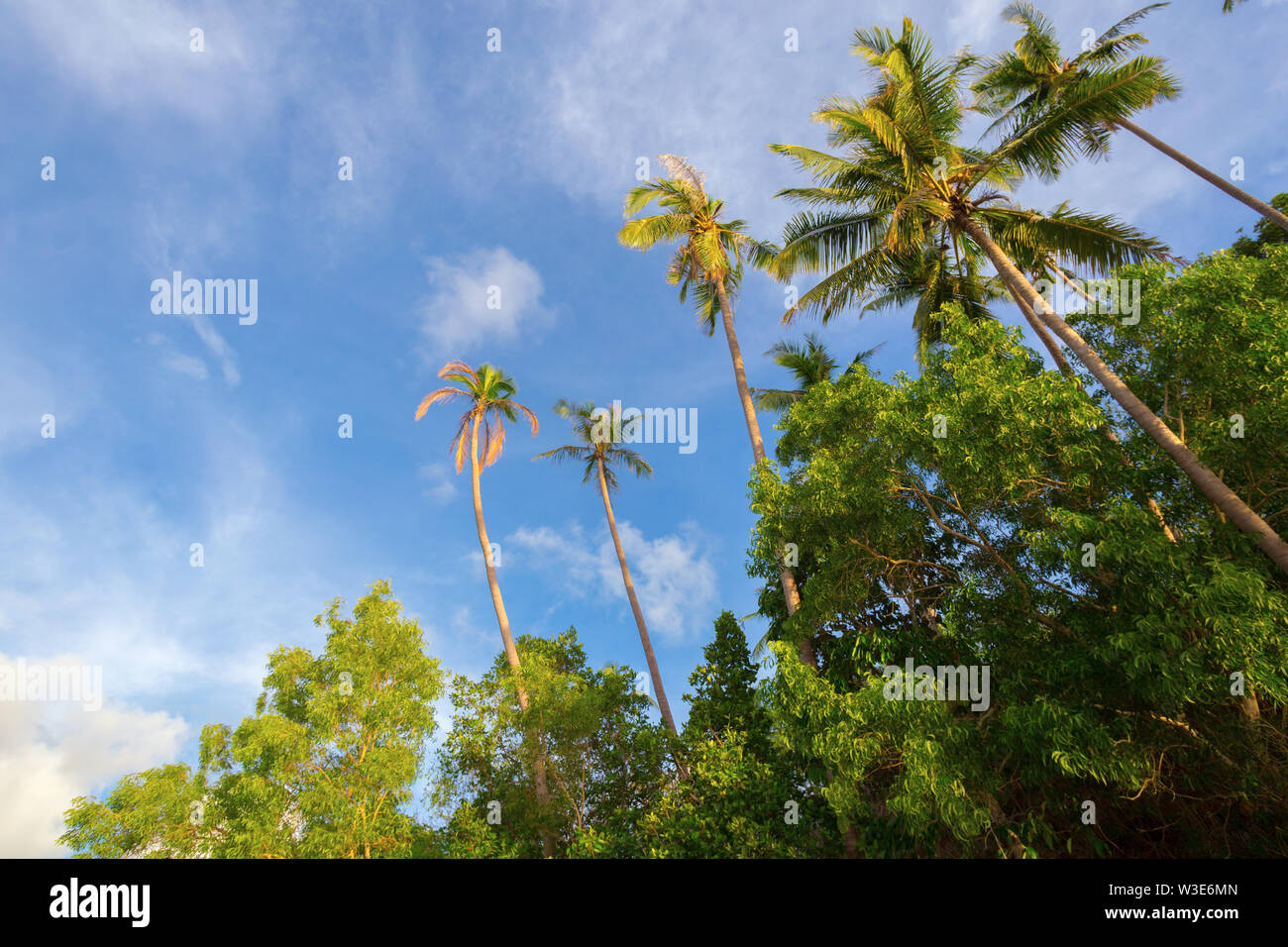 top of coconut tree Stock Photo - Alamy