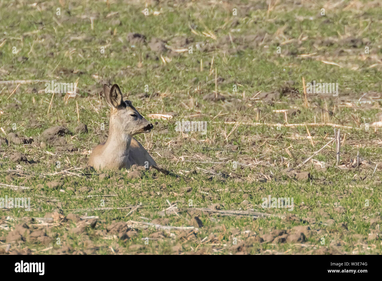 Dominant roe deer hi-res stock photography and images - Alamy