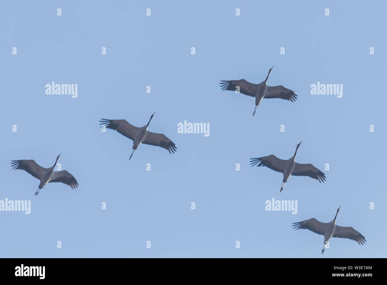 Flying flock of Common Crane (Grus grus) in flight blue skies ...