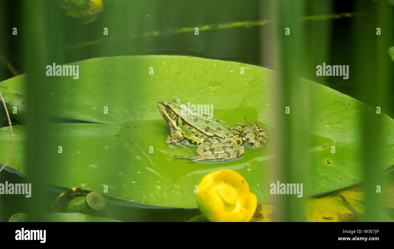 Light green frog amphibian hi-res stock photography and images - Alamy