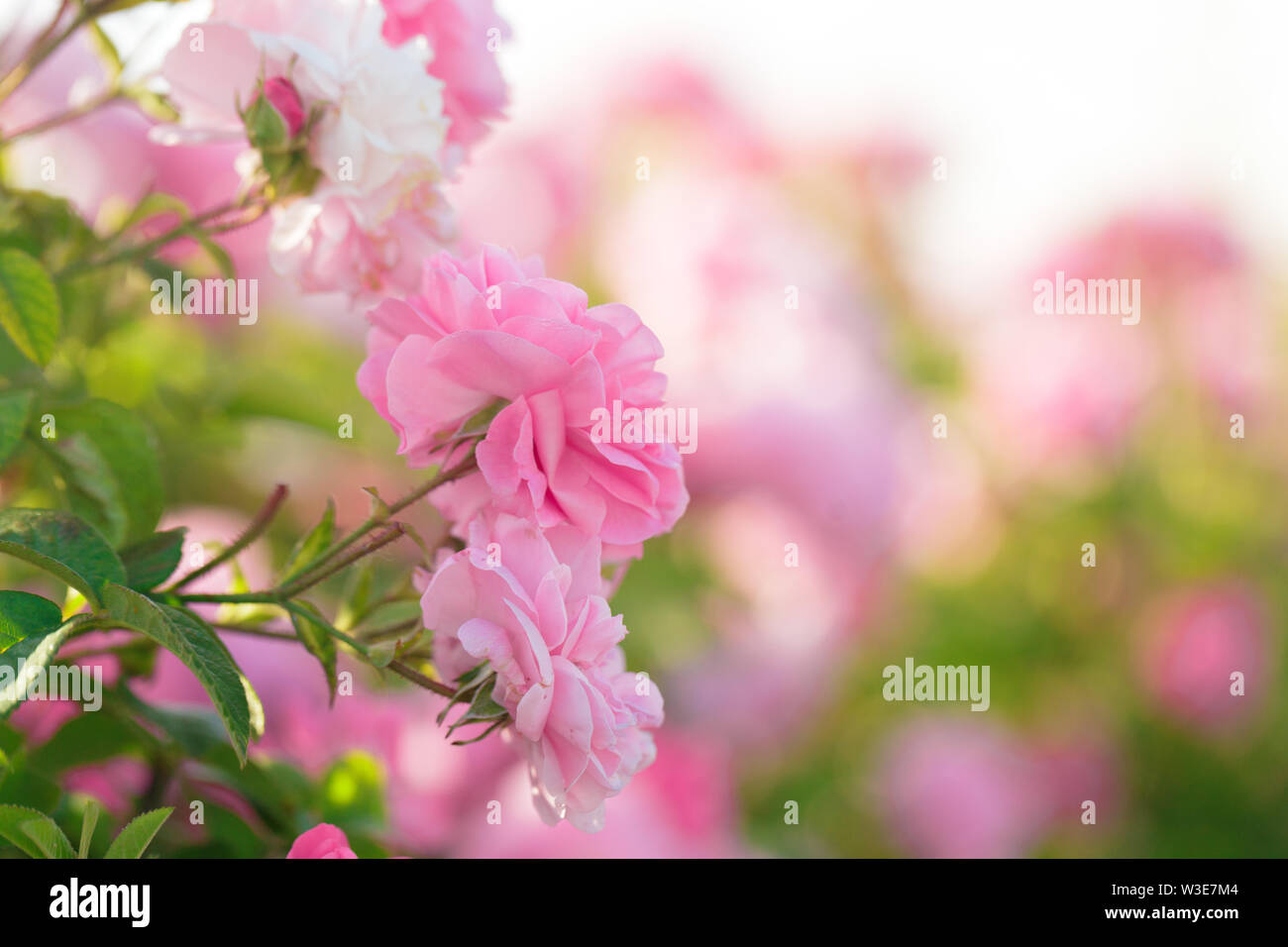 Rosebush farming hi-res stock photography and images - Alamy